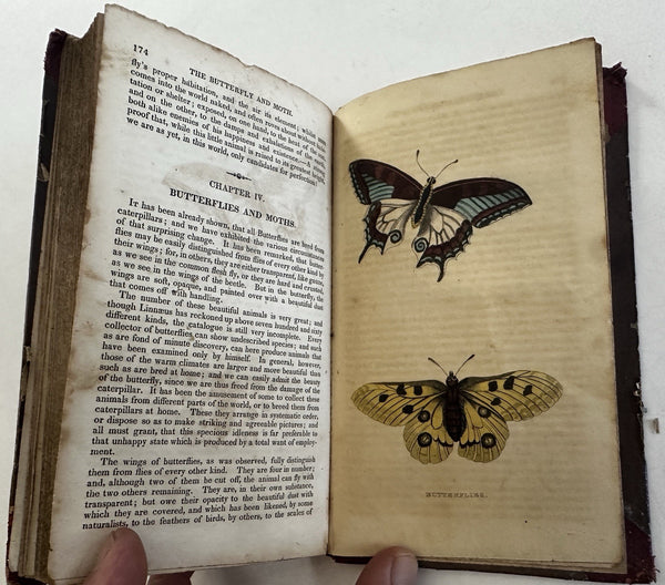 Natural History 1828 Phila Birds Fish Reptiles Insects 12 color plates ...