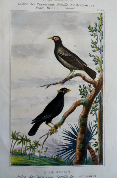 Ornithology Birds Thrush Reed Buzzard Turkey c. 1840's Lot x 4 hand co ...